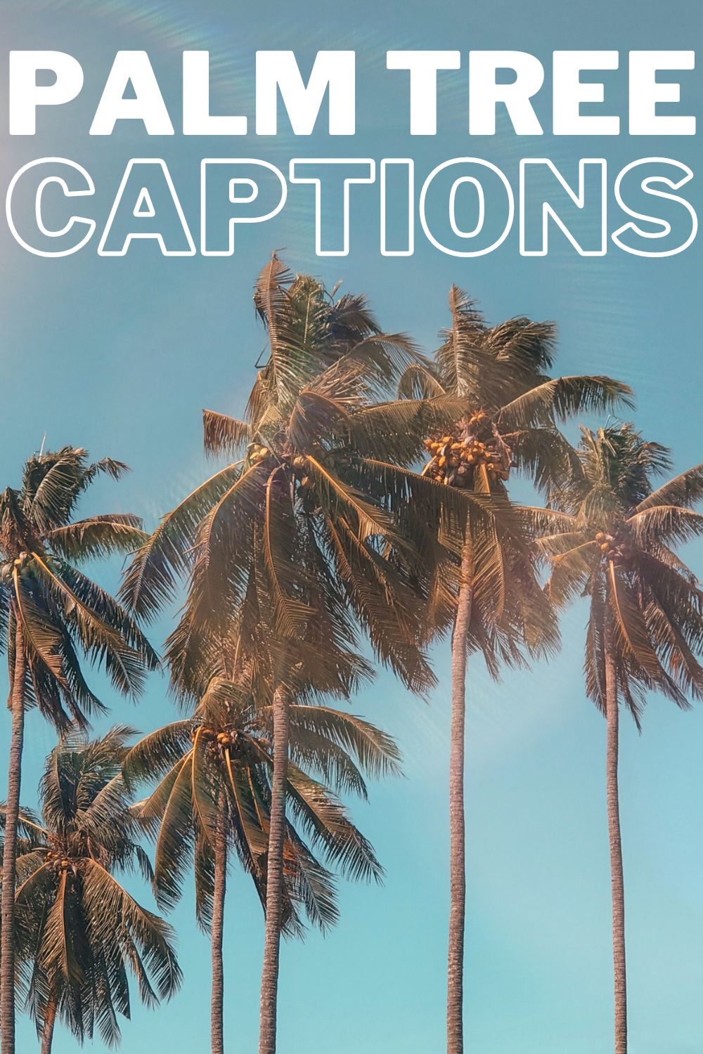Palm Tree Captions For Instagram {+Hashtags to Use}